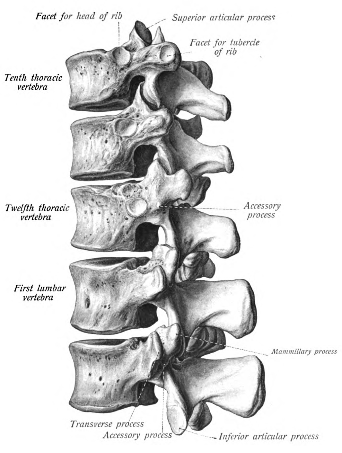 LAS VERTEBRAS LUMBARES: SUS CARACTERISTICAS FISICAS, EMOCIONALES Y ...